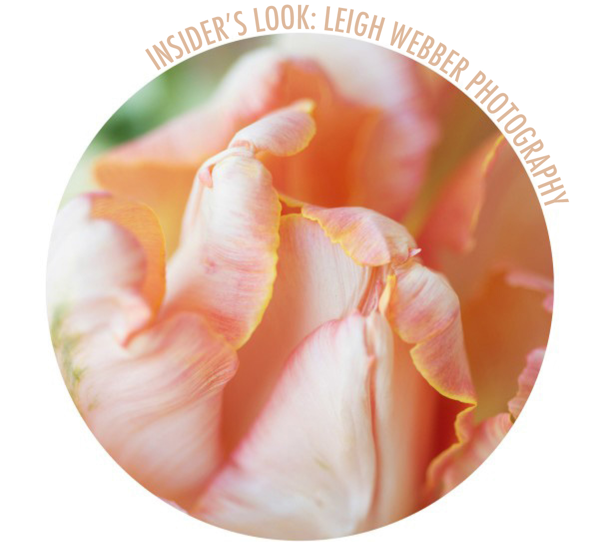 Insider's Look: Leigh Webber Photography - Dream Green DIY
