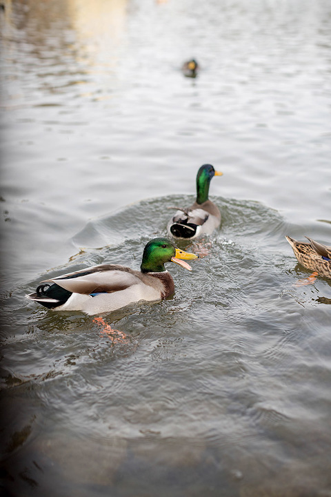 Spending A Day With The Ducks At Gypsy Hill Park - Dream Green DIY