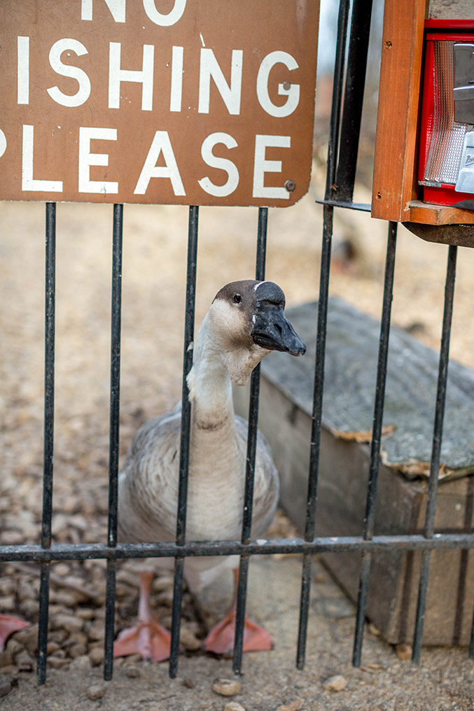 Spending A Day With The Ducks At Gypsy Hill Park - Dream Green DIY