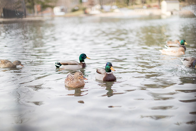 Spending A Day With The Ducks At Gypsy Hill Park - Dream Green DIY