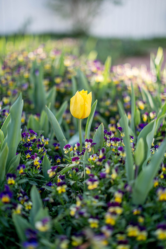 Learning To Revel In Those First Signs Of Spring - Dream Green DIY