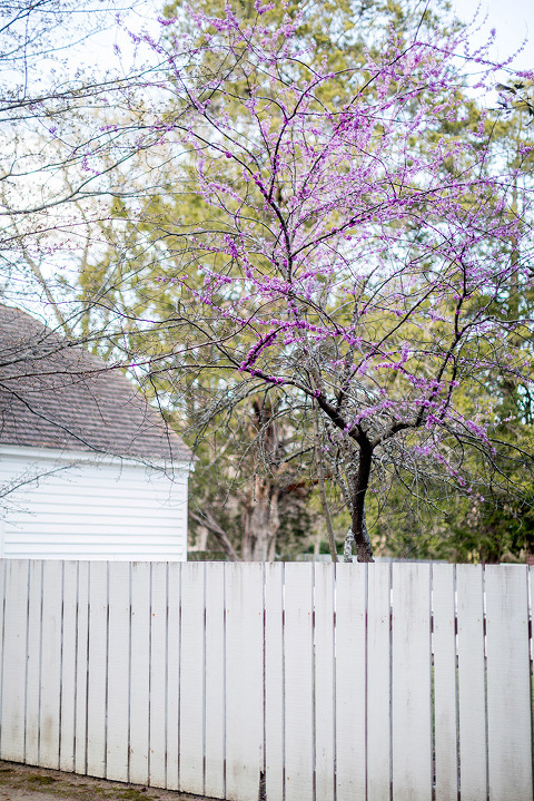 Celebrating Springtime In Colonial Williamsburg - Dream Green DIY