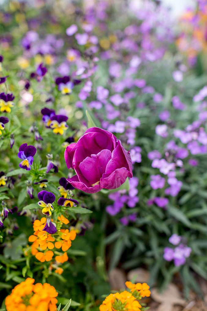 Celebrating Springtime In Colonial Williamsburg - Dream Green DIY