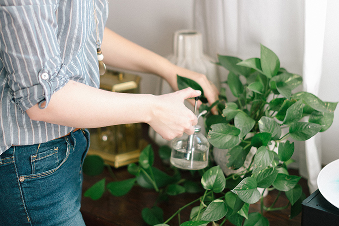 Meet The Only Houseplant I Can Keep Alive - Dream Green DIY