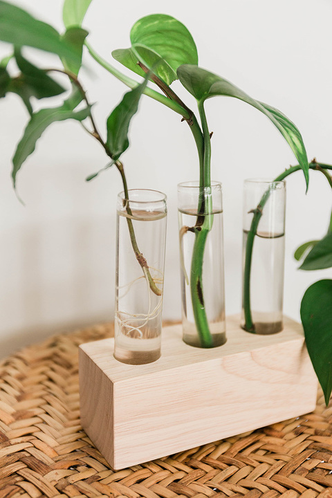 DIY Wood and Glass Propagation Station - Dream Green DIY