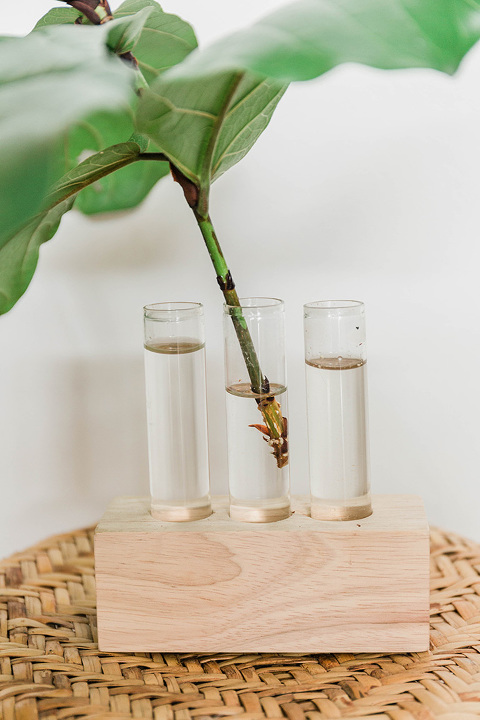 DIY Wood and Glass Propagation Station - Dream Green DIY