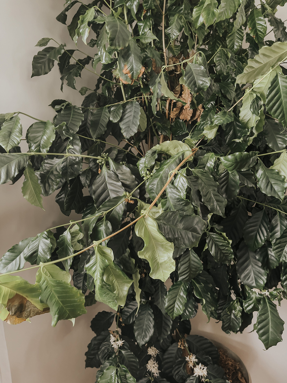 Secondhand Score: Mature Coffee Tree - Dream Green DIY