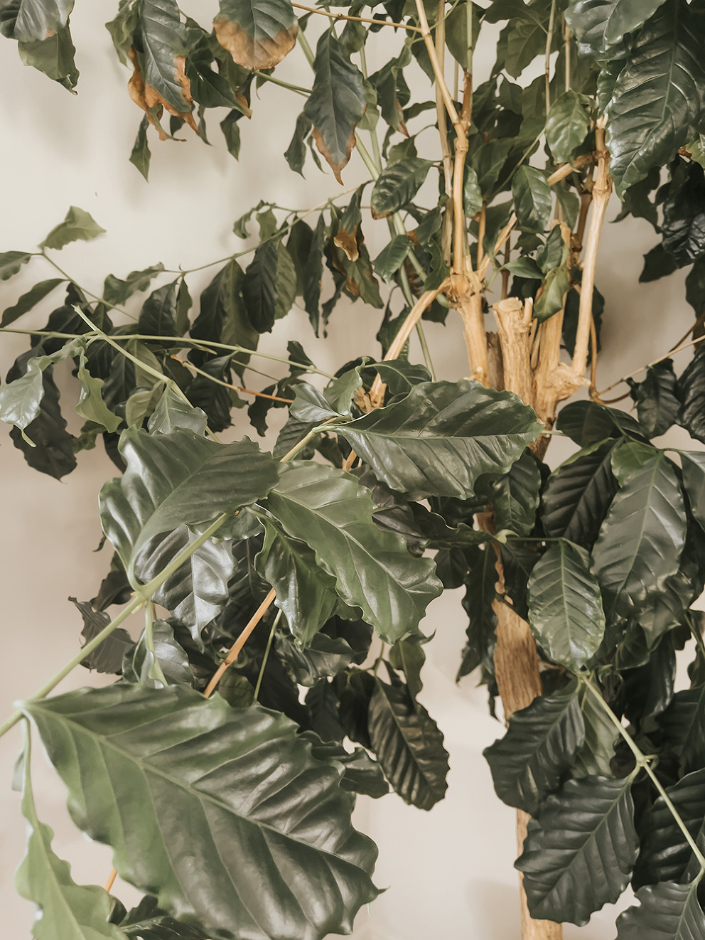 Secondhand Score: Mature Coffee Tree - Dream Green DIY