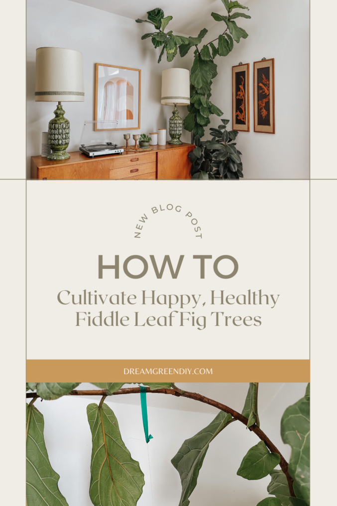 Fiddle Leaf Fig Tree Care Tips - Dream Green DIY