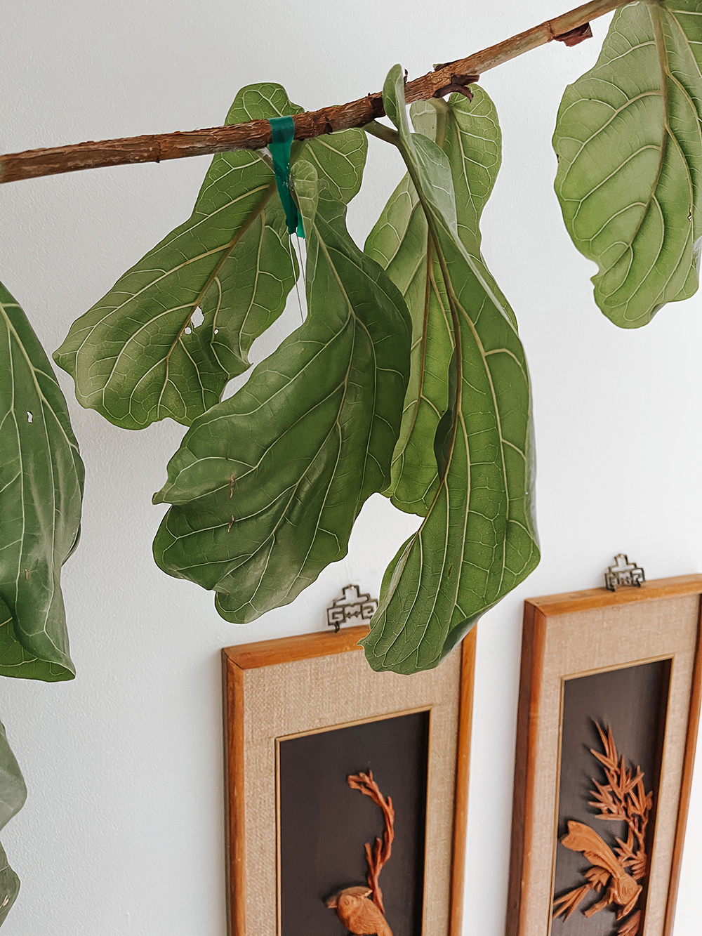 Fiddle Leaf Fig Tree Care Tips - Dream Green DIY