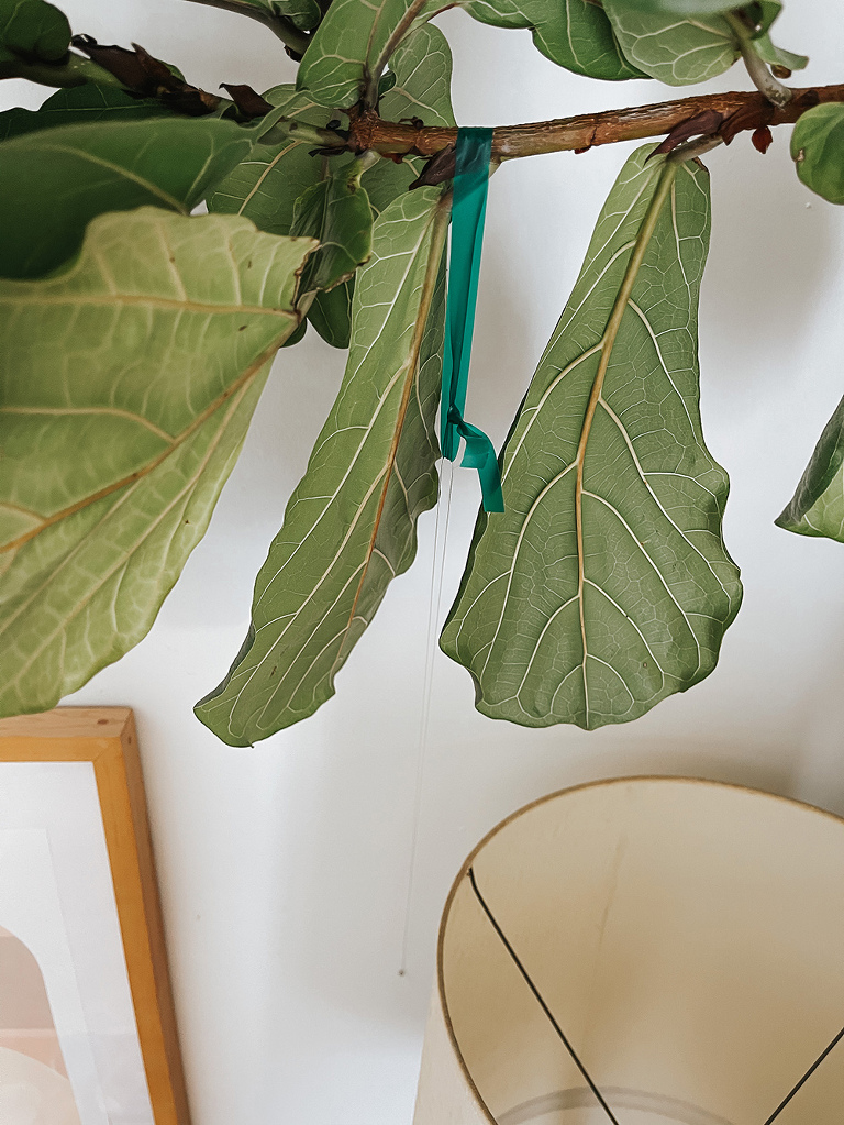 Fiddle Leaf Fig Tree Care Tips - Dream Green DIY