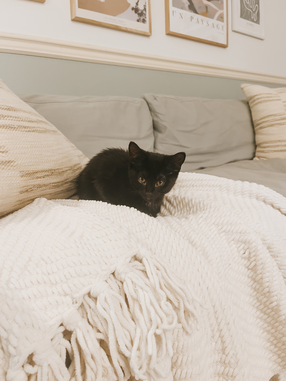 Introducing Our New Rescue Kitten Marlo - Dream Green DIY