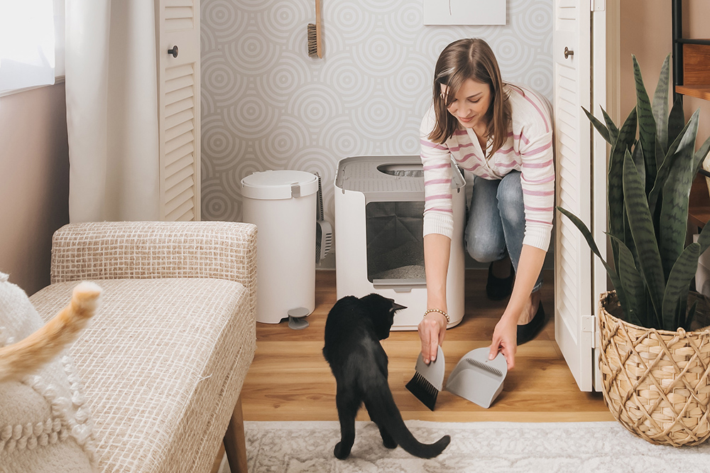 My Best Kitten Litter Training Tips - Dream Green DIY