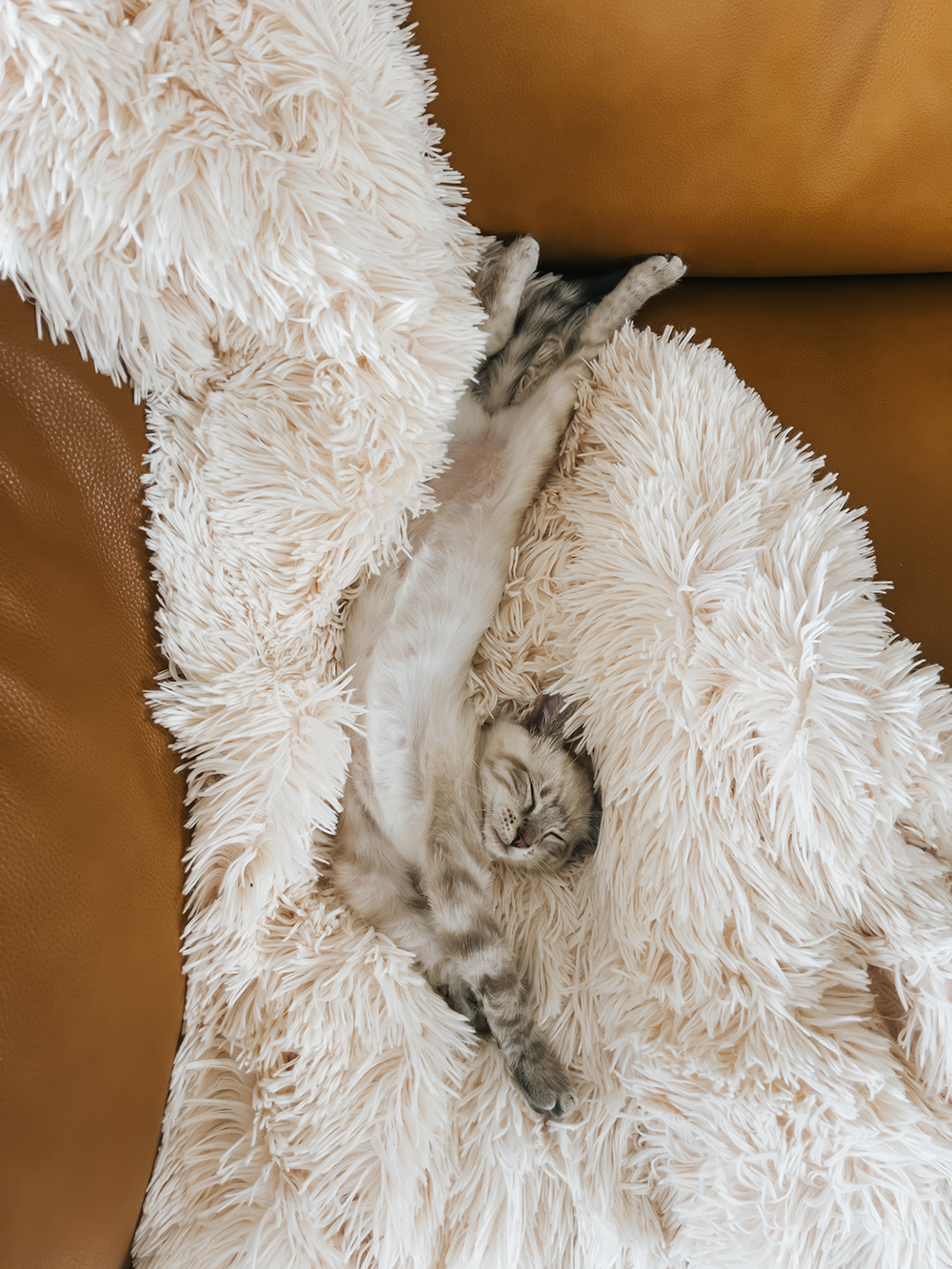 My New Favorite Modern Cat Litter Box - Dream Green DIY